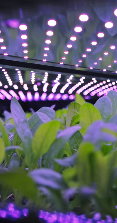 Green Screen Plants Stock Footage ~ Royalty Free Stock Videos | Pond5