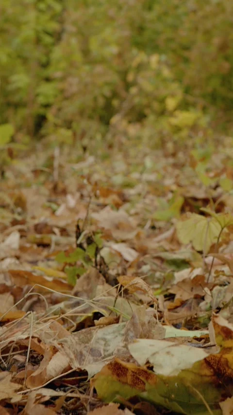 Screen Lay Out Stock Videos – Royalty-Free HD & 4K Videos | Pond5