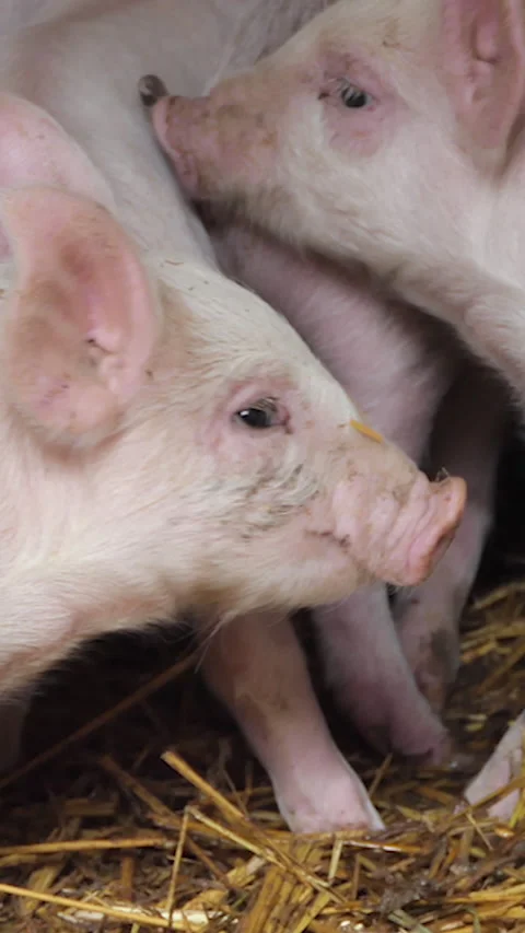 Vertical Screen: Young pigs in the farm ... | Stock Video | Pond5