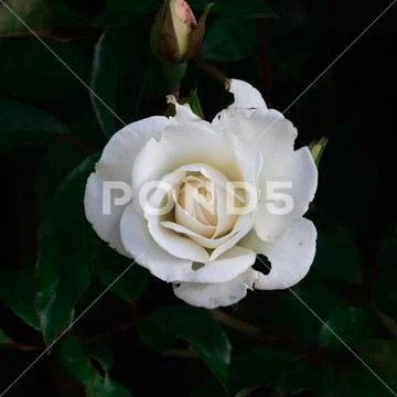 Vertical shot of a beautiful, white rose on a green background Stock ...