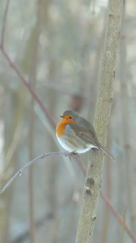 Chubby or Skinny Stock Videos – Royalty-Free HD & 4K Videos