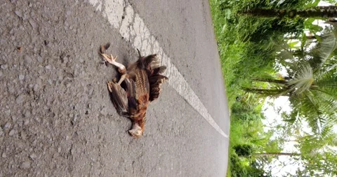 Vertical shot, dead farm chicken lie in ... | Stock Video | Pond5