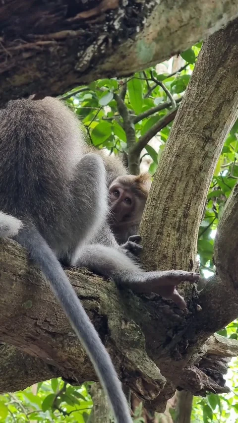 2 Monkeys Hugging Stock Footage ~ Royalty Free Stock Videos | Pond5