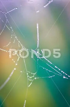 Vertical shot of a web cobweb on a blurred green background Stock Photo ...