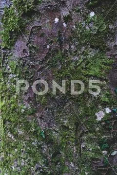 Vertical tree texture Stock Image ~ Royalty Free #101808596