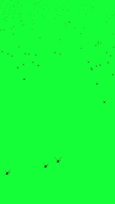 Swarm Animation Stock Video Footage | Royalty Free Swarm Animation ...