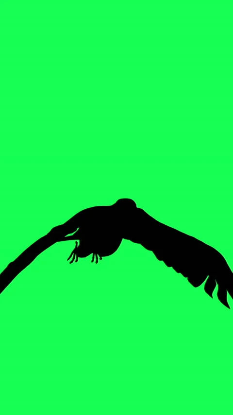 Hawk Silhouette Animation Stock Footage ~ Royalty Free Stock Videos | Pond5