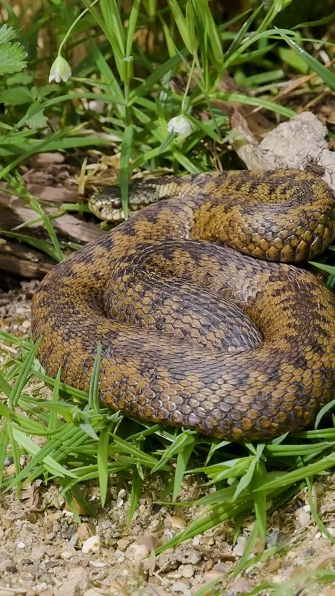 Snake Video Stock Videos – Royalty-Free HD & 4K Videos | Page 5