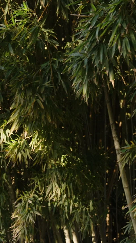 Sunwall Video Stock Videos – Royalty-Free HD & 4K Videos