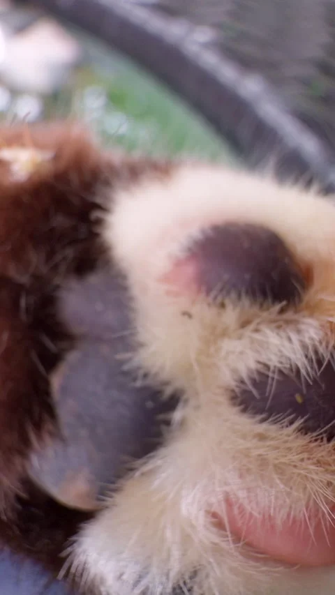 Animal X Video Stock Videos – Royalty-Free HD & 4K Videos | Page 3