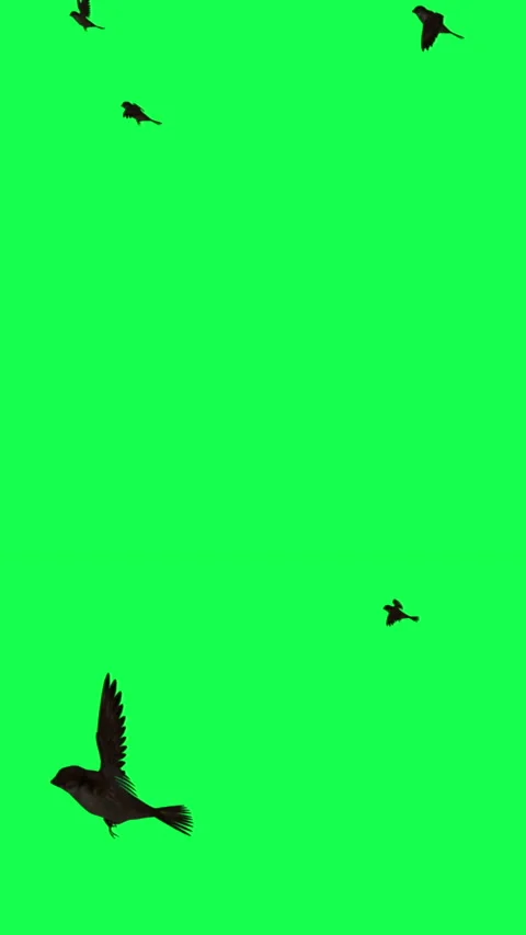 vertical video animation - Flock of Bird... | Stock Video | Pond5