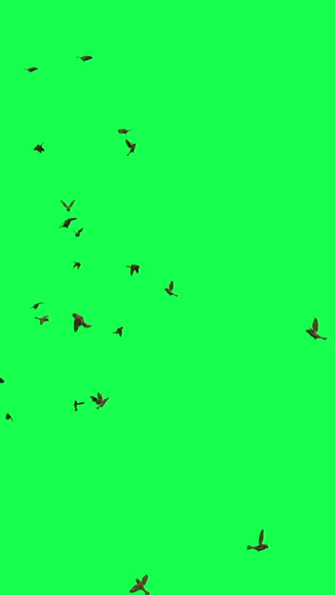 vertical video animation - Flock of Bird... | Stock Video | Pond5
