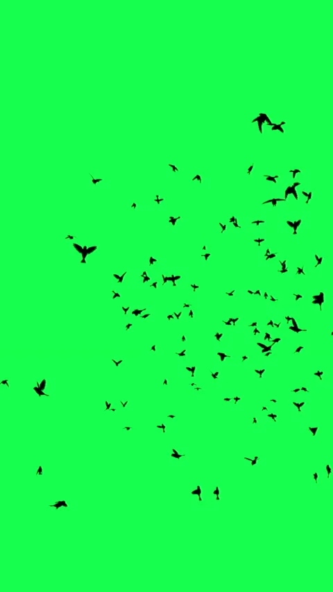 vertical video animation - Flock of Bird... | Stock Video | Pond5
