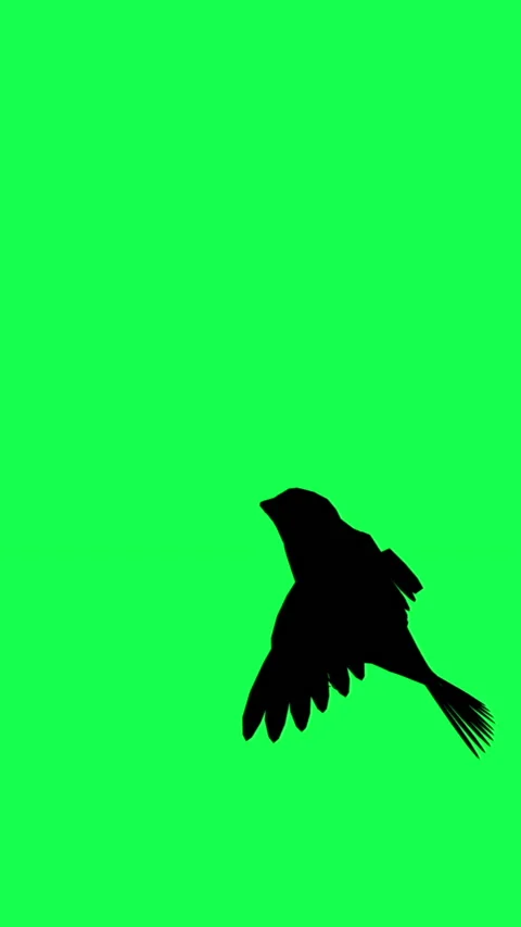 vertical video animation - Flock of Bird... | Stock Video | Pond5
