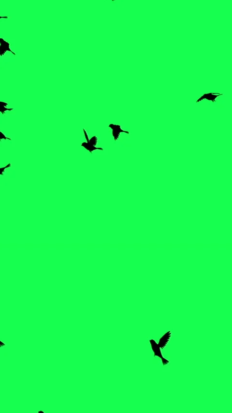 vertical video animation - Flock of Bird... | Stock Video | Pond5