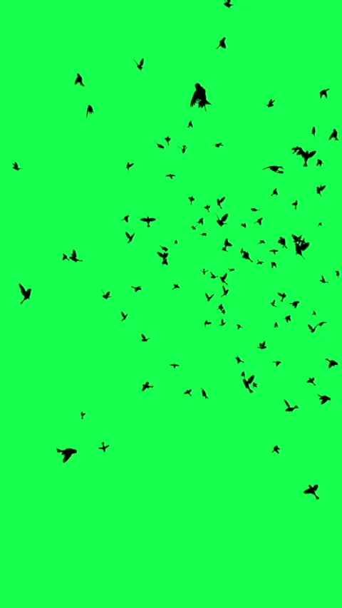 vertical video animation - Flock of Bird... | Stock Video | Pond5