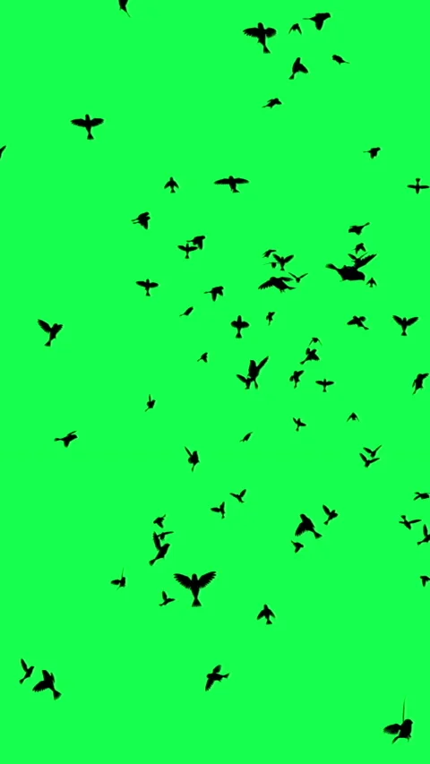 vertical video animation - Flock of Bird... | Stock Video | Pond5