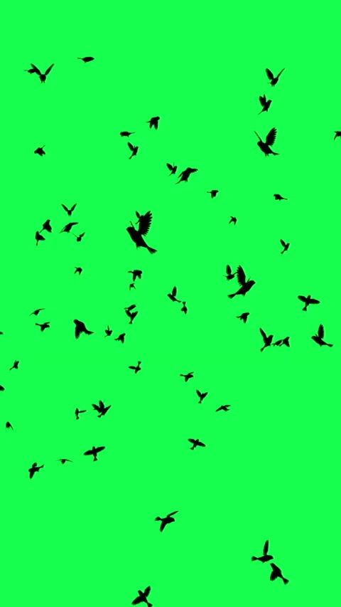 vertical video animation - Flock of Bird... | Stock Video | Pond5