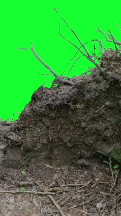 vertical video - animation of Root of a ... | Stock Video | Pond5