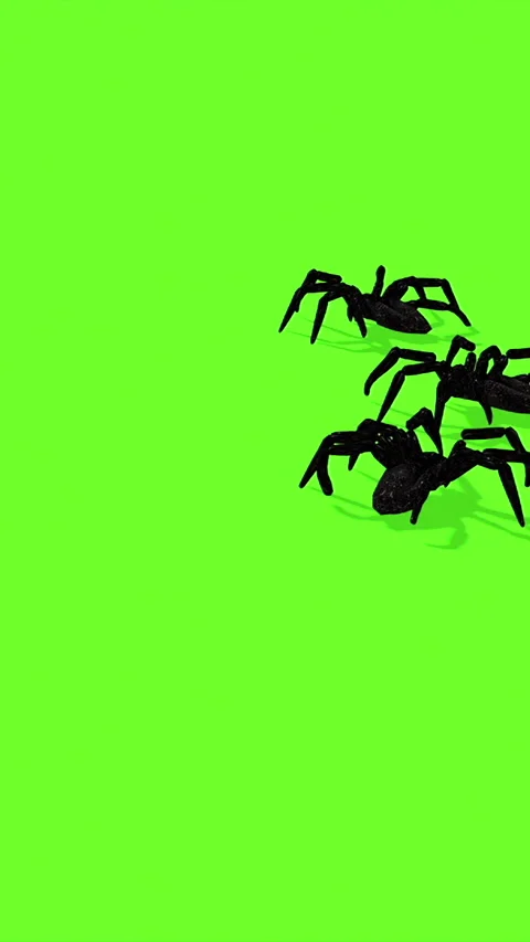 Spider Animation Vertical Stock Video Footage | Royalty Free Spider ...