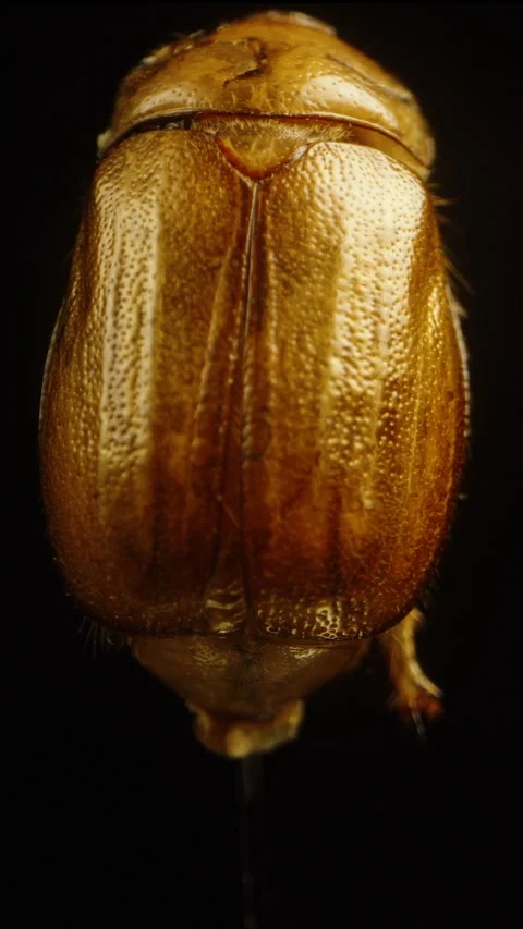 Dead Video Stock Videos – Royalty-Free HD & 4K Videos | Page 5