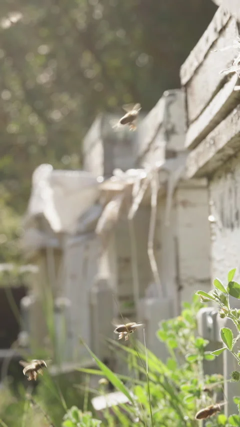 Carry Under Stock Videos – Royalty-Free HD & 4K Videos | Pond5