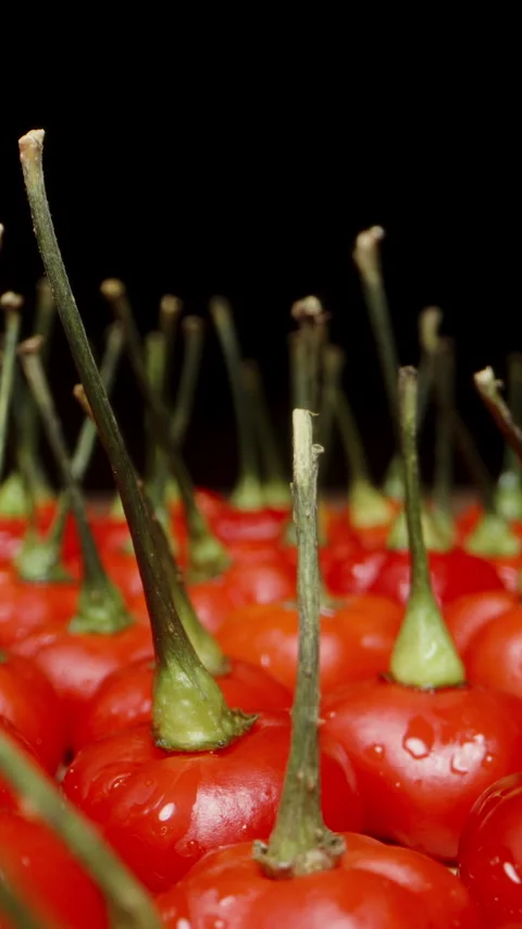 Mini Cameras Stock Videos – Royalty-Free HD & 4K Videos