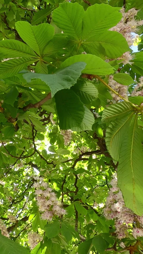 Video_Camera_Back Stock Videos – Royalty-Free HD & 4K Videos | Pond5