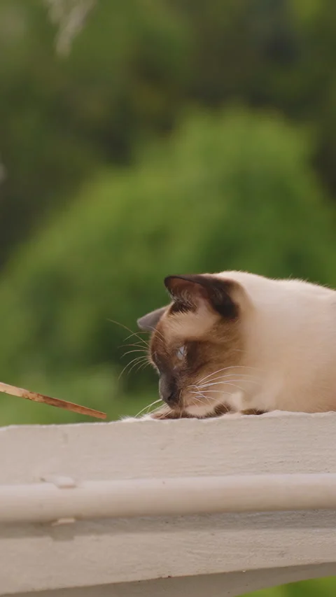 Person Cat Video Stock Videos – Royalty-Free HD & 4K Videos