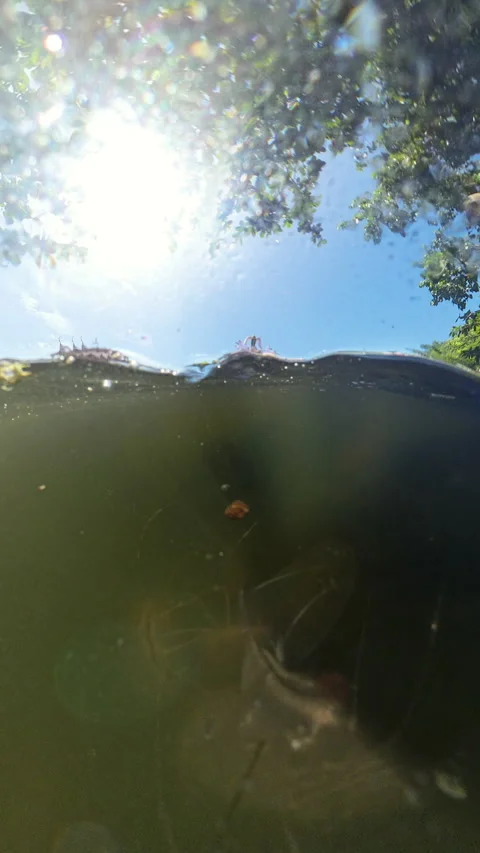 Fish Big Head Stock Videos – Royalty-Free HD & 4K Videos | Page 6