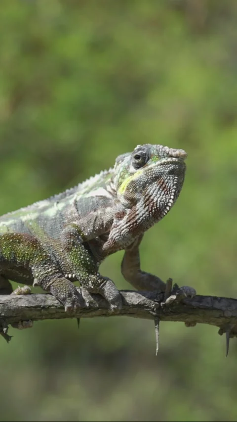 Vertical video, Chameleon sits on a tree... | Stock Video | Pond5