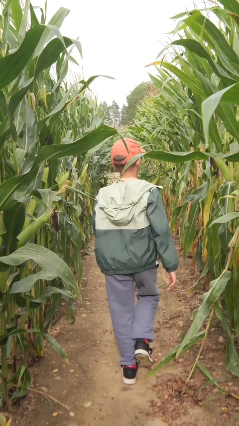 Child Corn Videos Stock Videos – Royalty-Free HD & 4K Videos