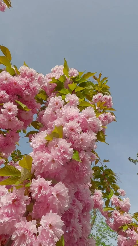 Sakura Video Stock Videos – Royalty-Free HD & 4K Videos