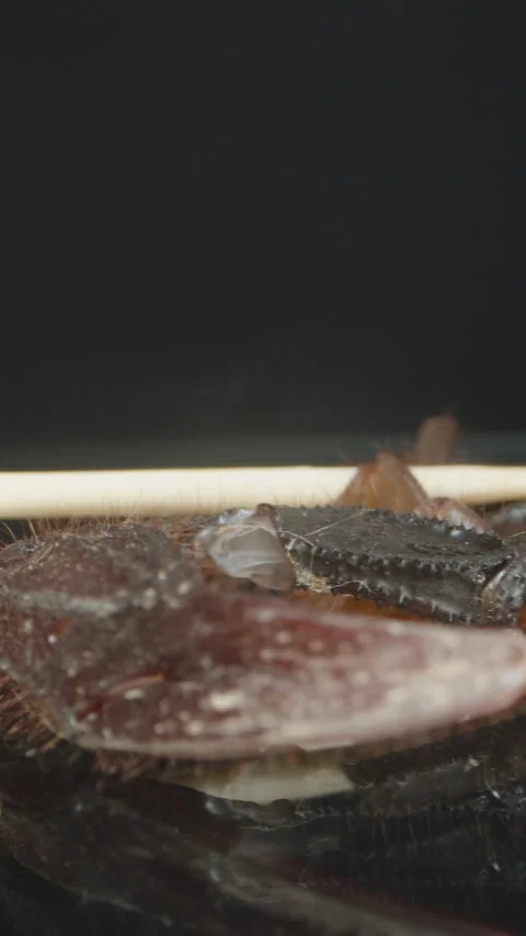 Dead Video Stock Videos – Royalty-Free HD & 4K Videos | Page 5