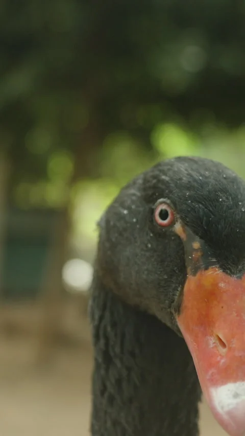 Red Headed Videos Stock Videos – Royalty-Free HD & 4K Videos