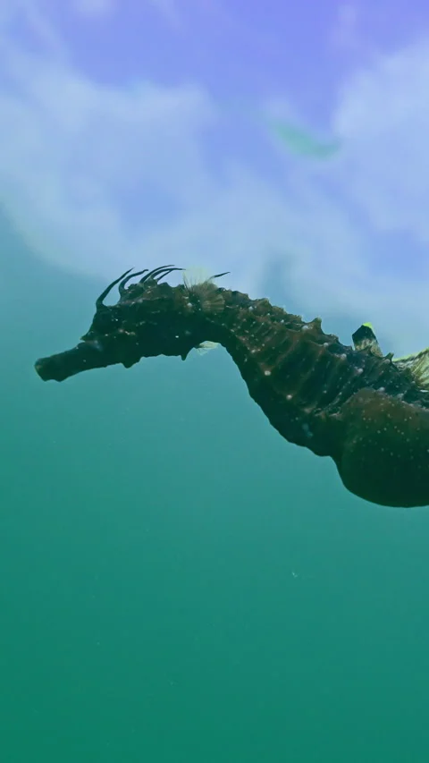 Male Pregnant Videos Stock Videos – Royalty-Free HD & 4K Videos