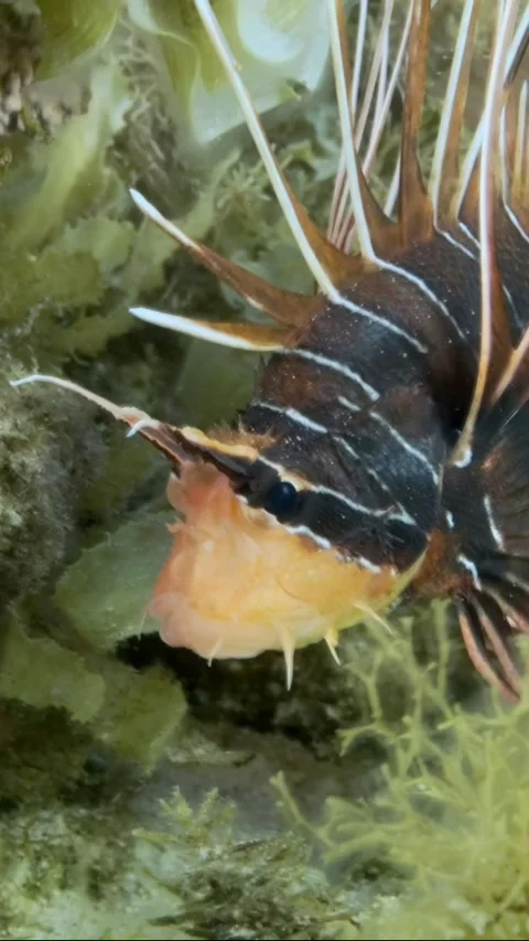 Video Of Uo Stock Videos – Royalty-Free HD & 4K Videos