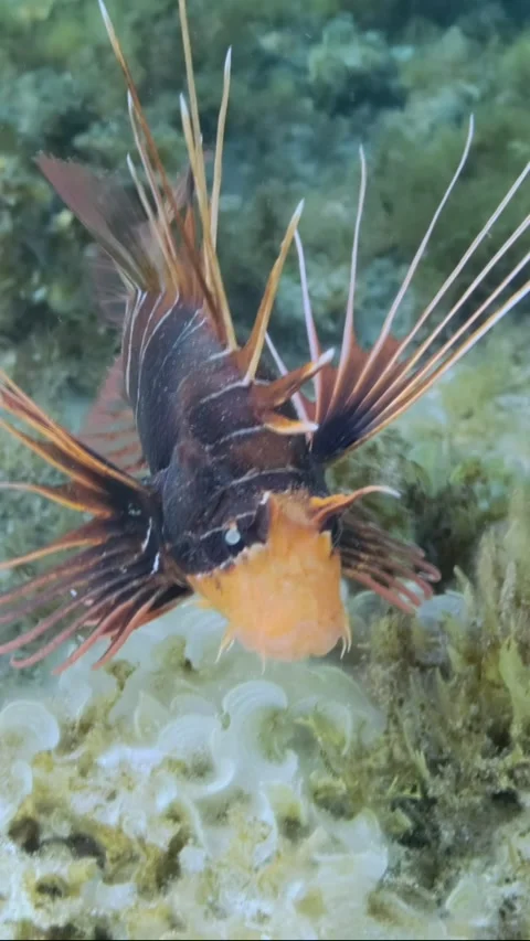 Video Of Uo Stock Videos – Royalty-Free HD & 4K Videos