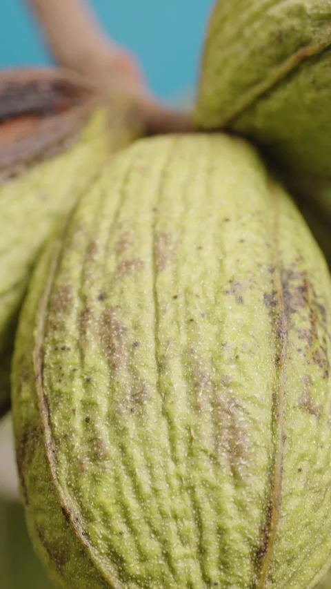 Pod Vidoe Stock Footage ~ Royalty Free Stock Videos | Pond5