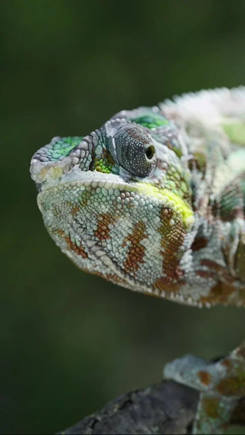 Vertical video, Closeup of Chameleon sit... | Stock Video | Pond5
