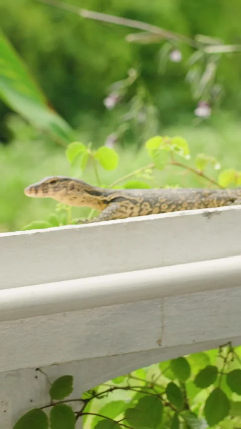 Tongue Out Videos Stock Videos – Royalty-Free HD & 4K Videos