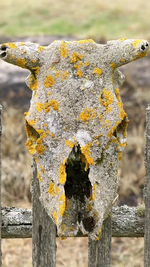 Wooden Cow Skull Stock Videos – Royalty-Free HD & 4K Videos