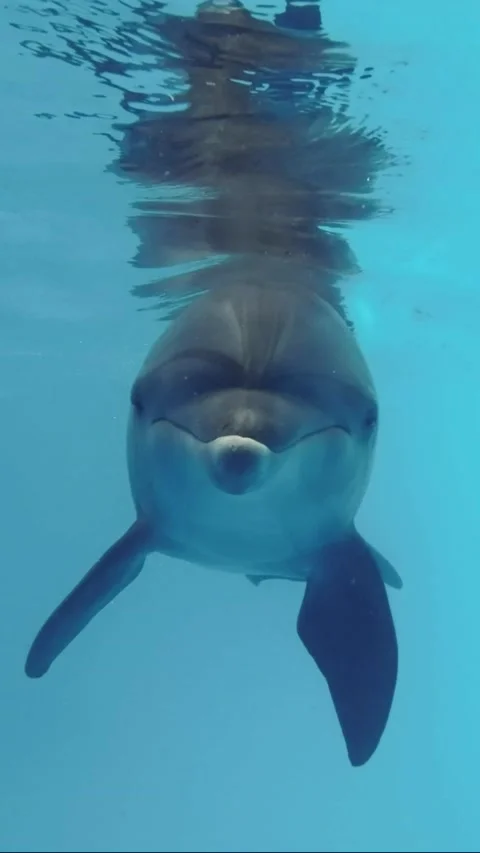 Dolphin Video Camera Stock Videos – Royalty-Free HD & 4K Videos | Pond5