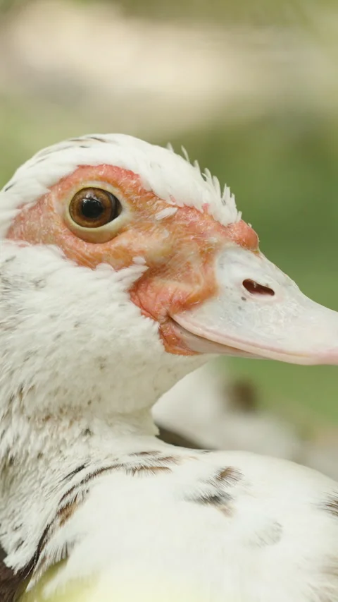 Bush 4 Video Stock Videos – Royalty-Free HD & 4K Videos