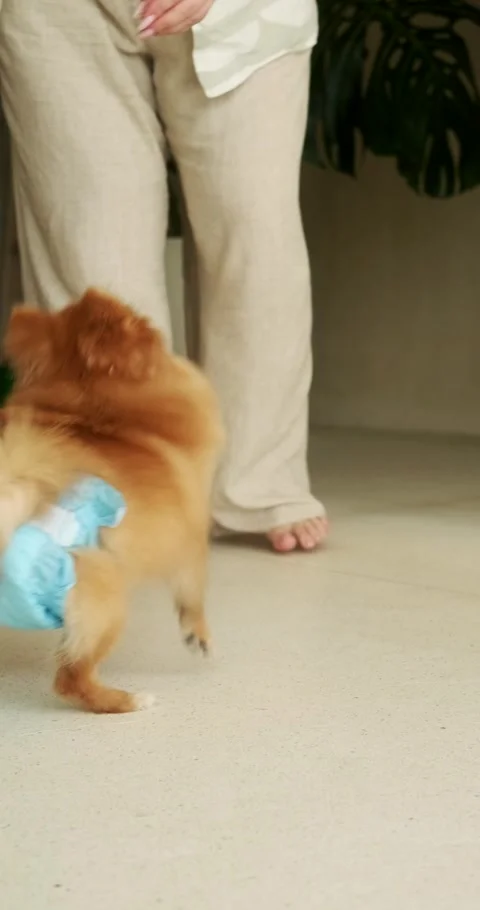 Vertical video of a female dog sitting i... | Stock Video | Pond5