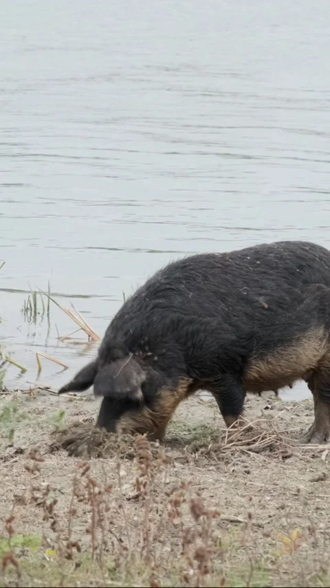 Vertical video, Feral pig (boar-pig hybr... | Stock Video | Pond5