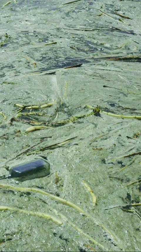 Vertical video, Floating debris has reac... | Stock Video | Pond5