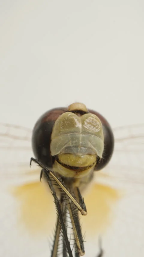 Head Cler Stock Videos – Royalty-Free HD & 4K Videos | Pond5