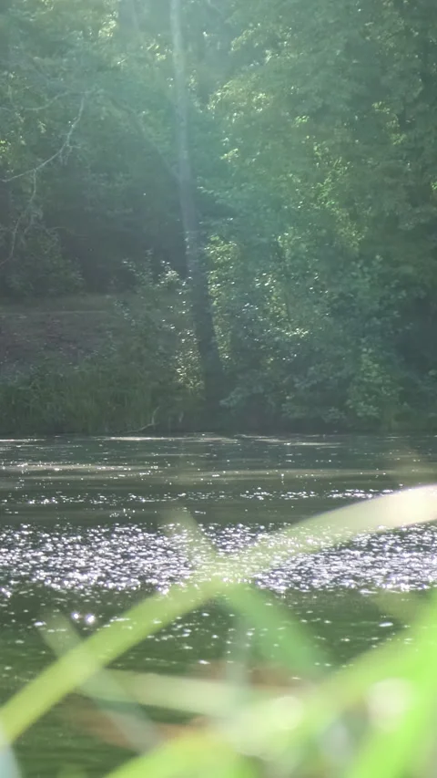 Dinners In Forest Stock Videos – Royalty-Free HD & 4K Videos