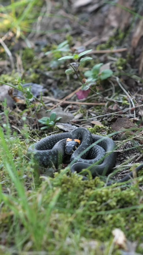 Snake Video Stock Videos – Royalty-Free HD & 4K Videos | Page 5
